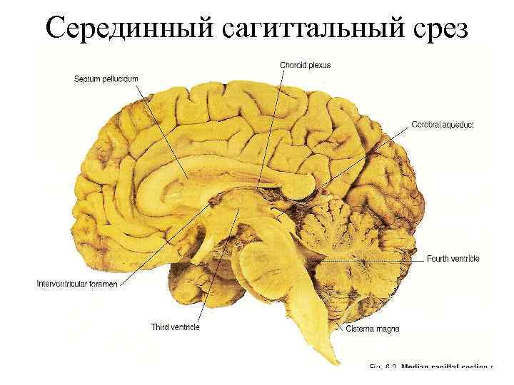 Структурно-функциональный обзор головного мозга Головной мозг (Encephalon)
