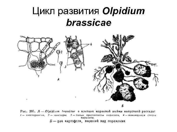 Грибы Отдел Оомикота — Oomycota