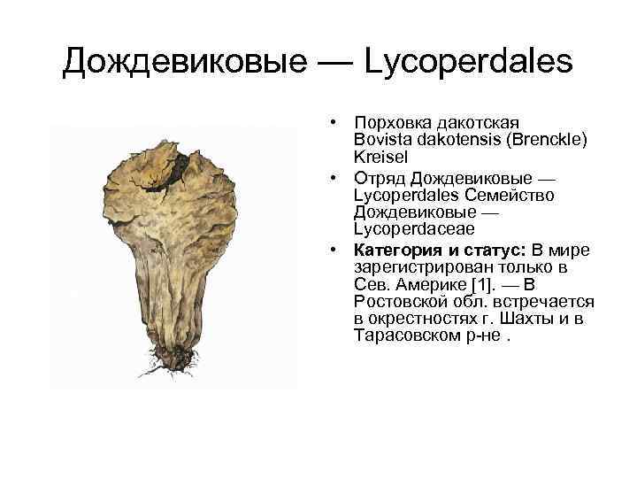 Отдел Базидиомицеты Basidiomycota Включает виды