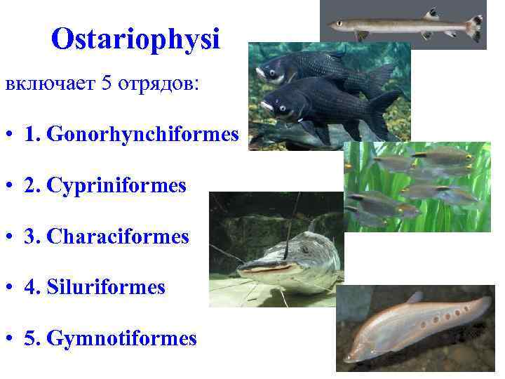 Ostariophysi включает 5 отрядов 1 Gonorhynchiformes