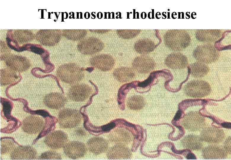 Пермская государственная медицинская академия имени академика Е. А.