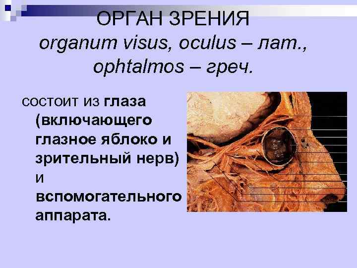 ЭСТЕЗИОЛОГИЯ учение об органах чувств Функциональная анатомия органов