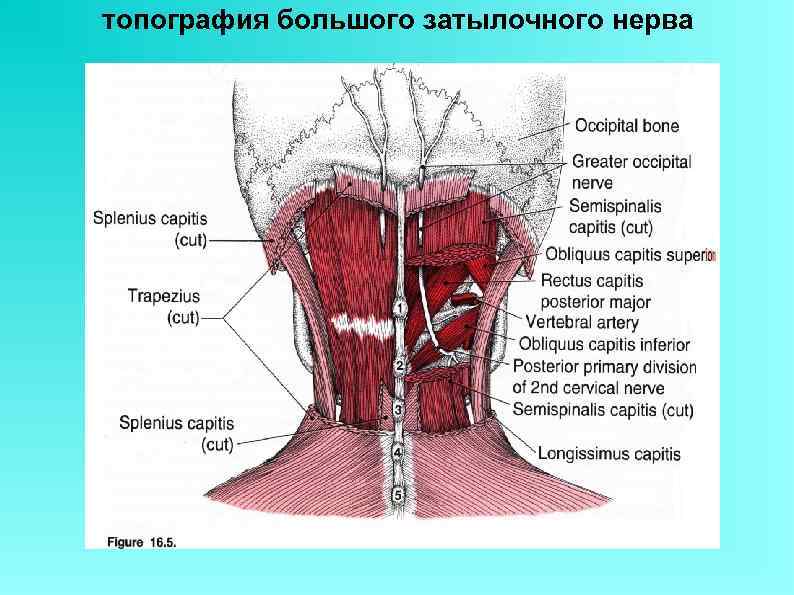 Мышцы шеи и головы области передней