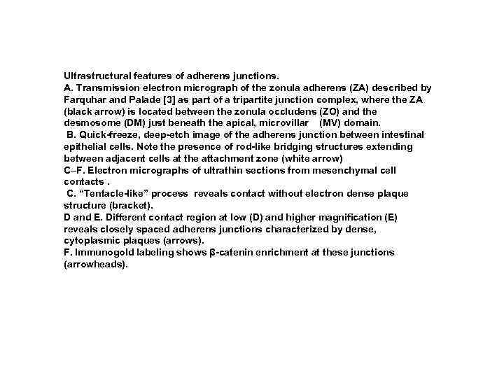 Ultrastructural features of adherens junctions A Transmission electron