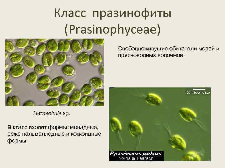 Цианобактерии Cyanophyta 1 Отличия от бактерий