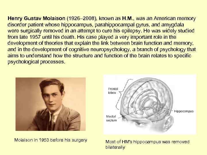 Нейроанатомический базис памяти Локализация памяти в мозге человека