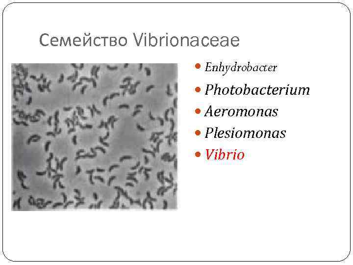 Холера Кампилобактериоз Отравления бактериальной этиологии Занятие 4 СЗГМУ