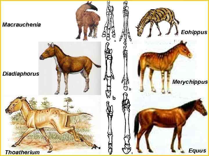 ЭВОЛЮЦИЯ ФИЛОГЕНЕТИЧЕСКИХ ГРУПП ТЕНДЕНЦИИ БИОЛОГИЧЕСКОЙ ЭВОЛЮЦИИ
