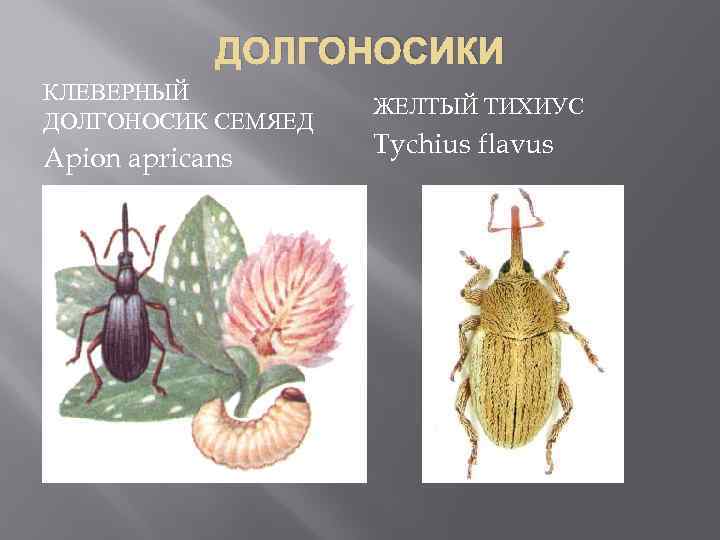 СВЕКЛОВИЧНАЯ ТЛЯ Aphis fabae ГОРОХОВАЯ ТЛЯ Acyrthosiphon pisum
