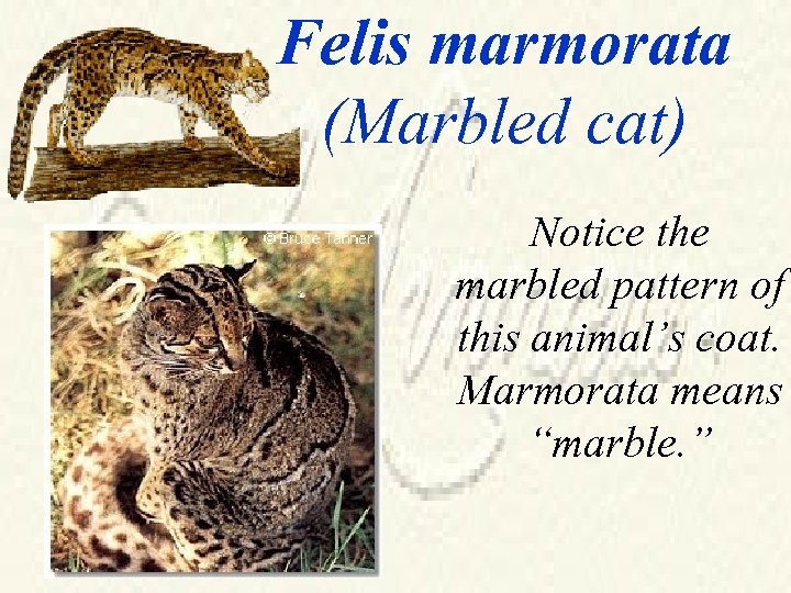 Scientifically Naming Established by Linnaeus in 1753