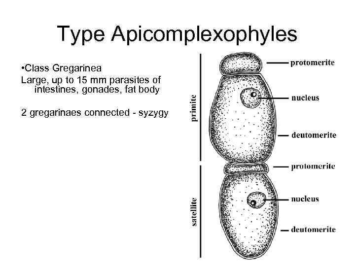 Invertebrate zoology Group Euglenobiontes Тype Euglenophyles