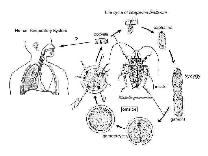 Invertebrate zoology Group Euglenobiontes Тype Euglenophyles