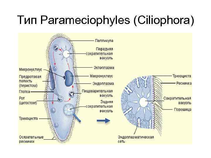 Invertebrate zoology Group Euglenobiontes Тype Euglenophyles