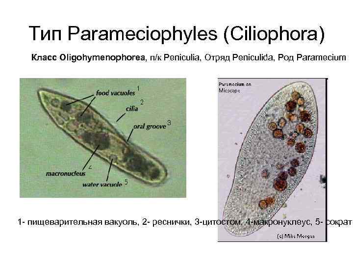 Invertebrate zoology Group Euglenobiontes Тype Euglenophyles