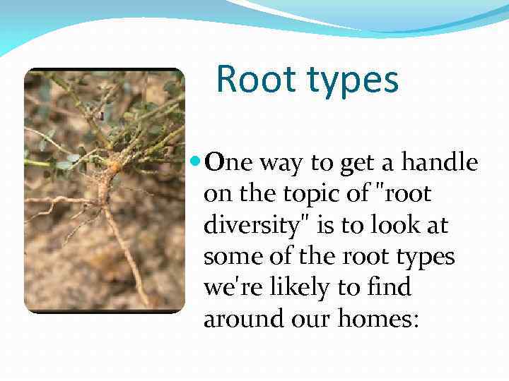 Types of roots Checked by Sagantaeva S H