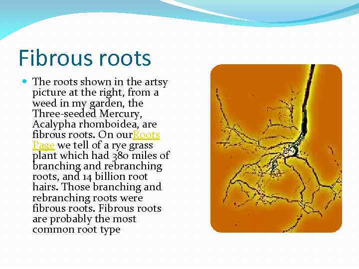 Types of roots Checked by Sagantaeva S H