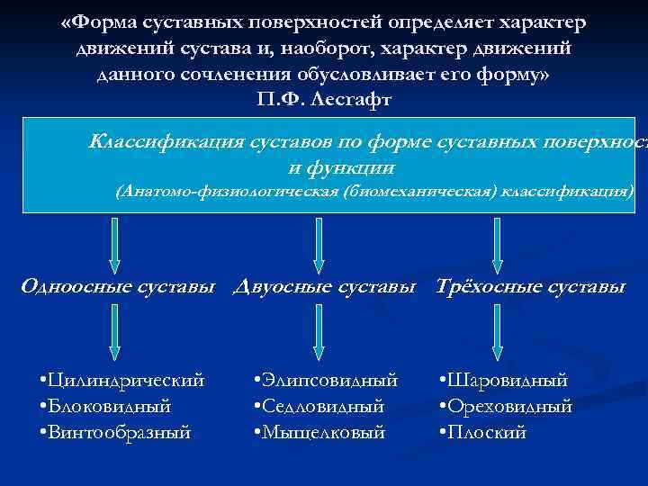 Обзор соединений костей скелета Классификация соединений Анатомия суставов