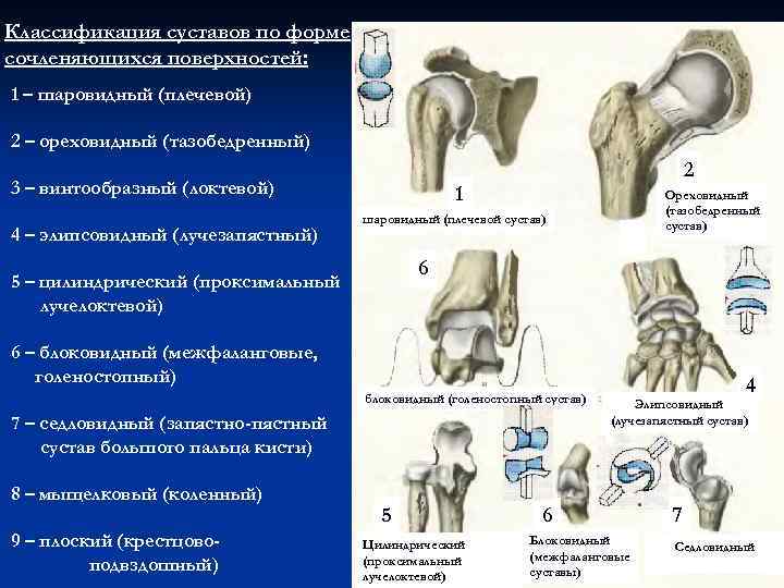 Обзор соединений костей скелета Классификация соединений Анатомия суставов