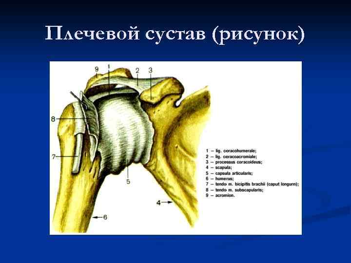 Обзор соединений костей скелета Классификация соединений Анатомия суставов