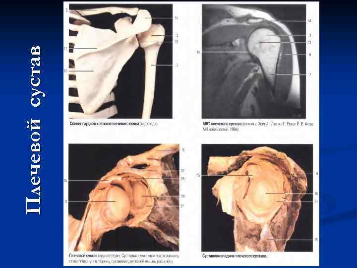 Обзор соединений костей скелета Классификация соединений Анатомия суставов