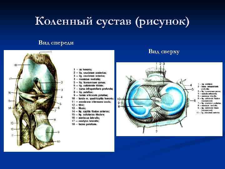 Обзор соединений костей скелета Классификация соединений Анатомия суставов