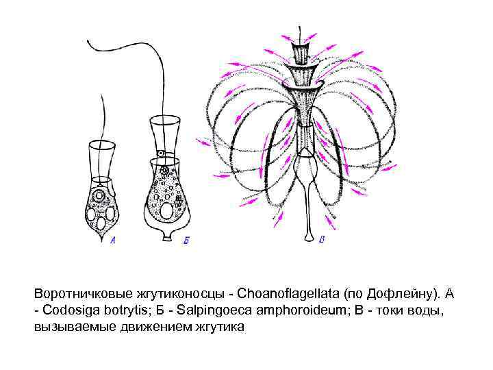 ЛЕКЦИЯ 1 ЦАРСТВО ПРОСТЕЙШИЕ PROTISTA ПОДЦАРСТВО PROTOZOA
