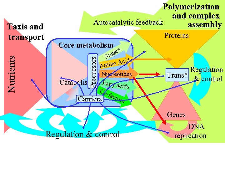 Polymerization and complex Autocatalytic feedback assembly Taxis and