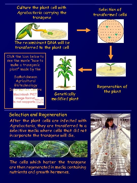 Elaine Law UBC 2002 Plant Breeding For