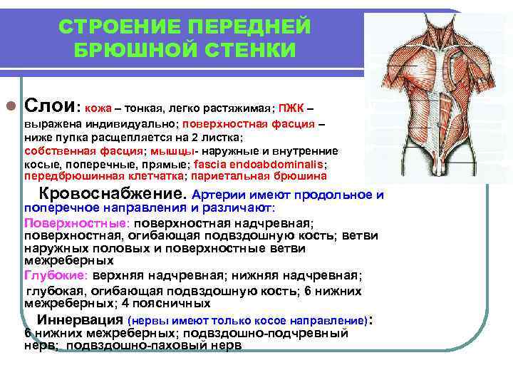 ЛЕКЦИЯ 4 ТОПОГРАФИЧЕСКАЯ АНАТОМИЯ ПЕРЕДНЕЙ БРЮШНОЙ СТЕНКИ