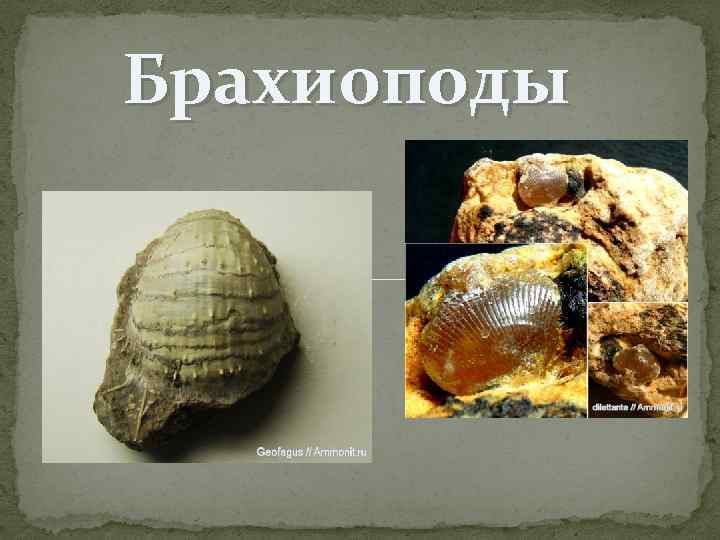 Брахиоподы Содержание 1 Биология 2 Образ жизни