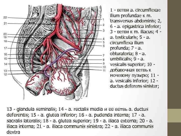 СРС НА ТЕМУ Промежность perineum — пространство