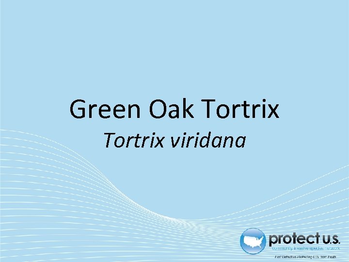 Green Oak Tortrix viridana Green Oak Tortrix