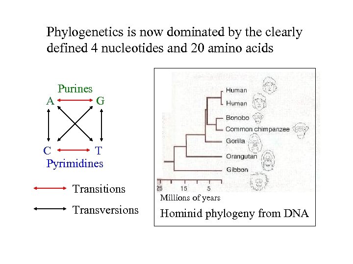Lecture 1 Overview of Phylogenetic methods and applications