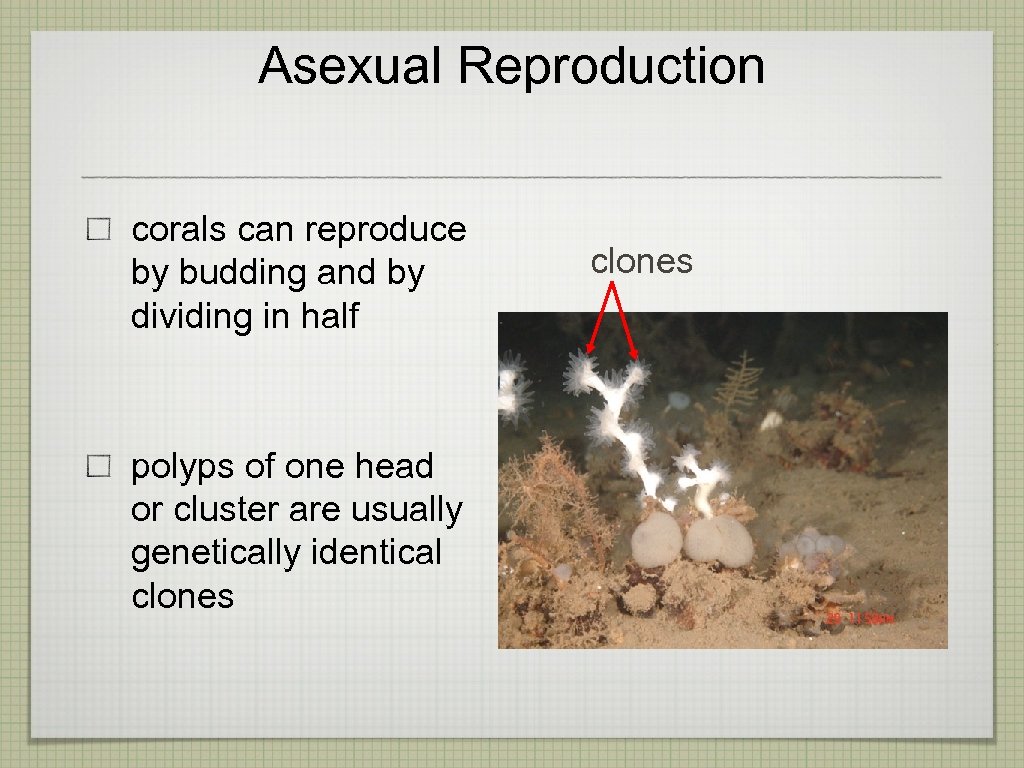 How do coral survive on the bottom of