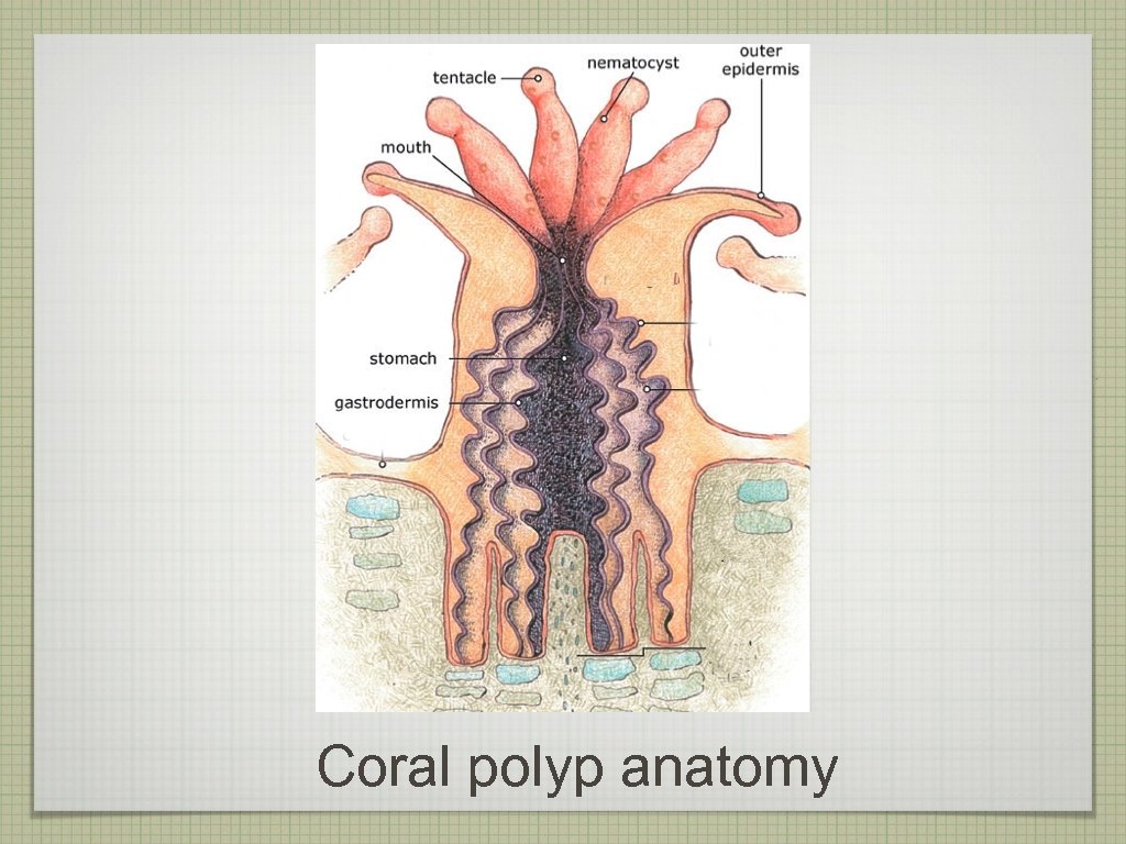How do coral survive on the bottom of