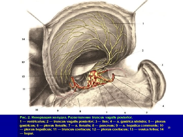 Кафедра хирургии 3 Харьковский национальный медицинский университет