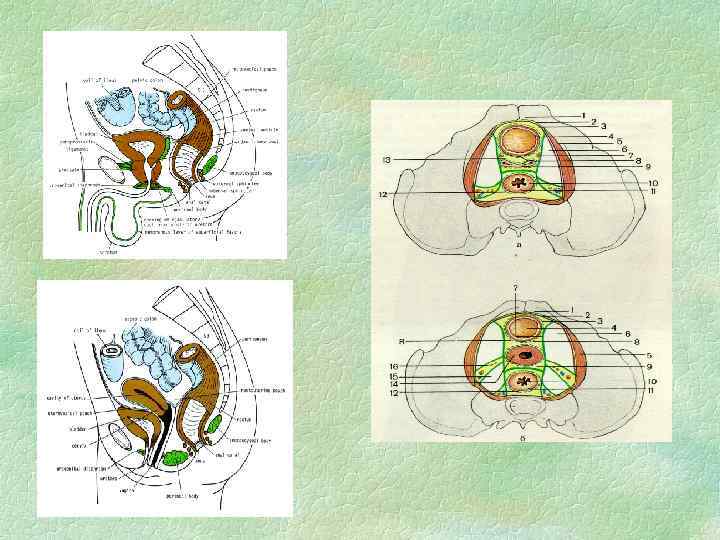 тема ХИРУРГИЧЕСКАЯ АНАТОМИЯ ТАЗА ОПЕРАЦИИ ПРИ РАНЕНИЯХ ОРГАНОВ