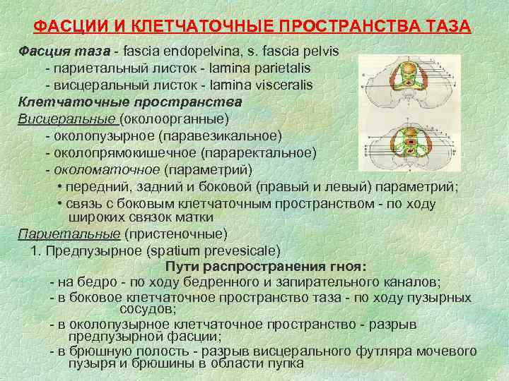 тема ХИРУРГИЧЕСКАЯ АНАТОМИЯ ТАЗА ОПЕРАЦИИ ПРИ РАНЕНИЯХ ОРГАНОВ