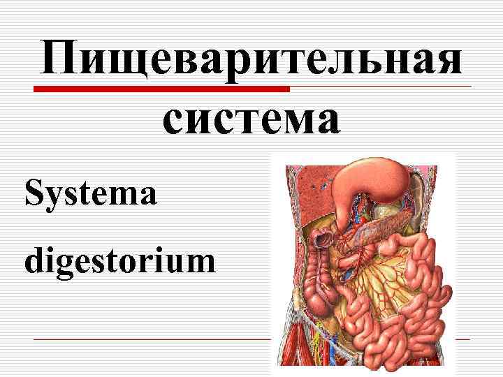 Пищеварительная система Systema digestorium План 1 2