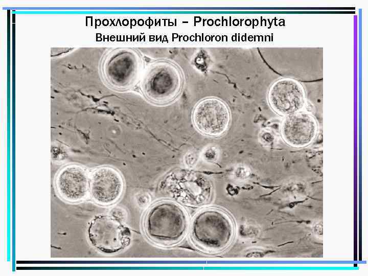 Лекция 2 Эволюционные линии водорослей Цианобактерии — Cyanobacteria