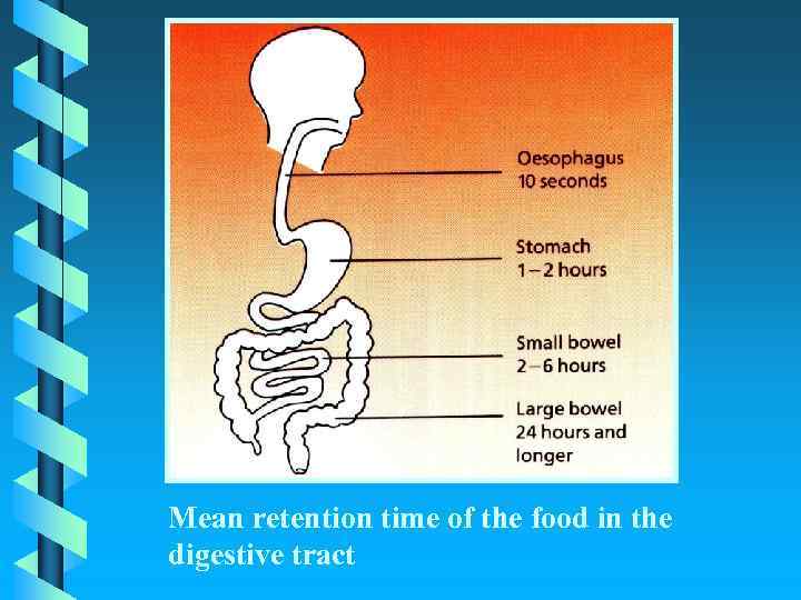 Болезни кишечника 2 -ая кафедра внутренних болезней БГМУ