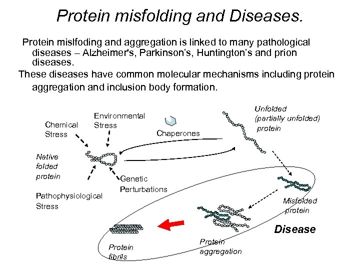 Rapid detection of drugs for protein misfolding diseases
