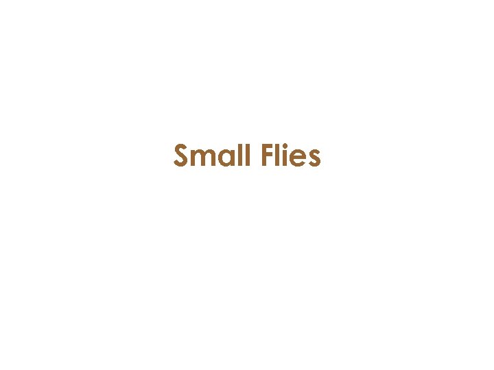 Household Flies Biology Behavior and Control Dr Richard