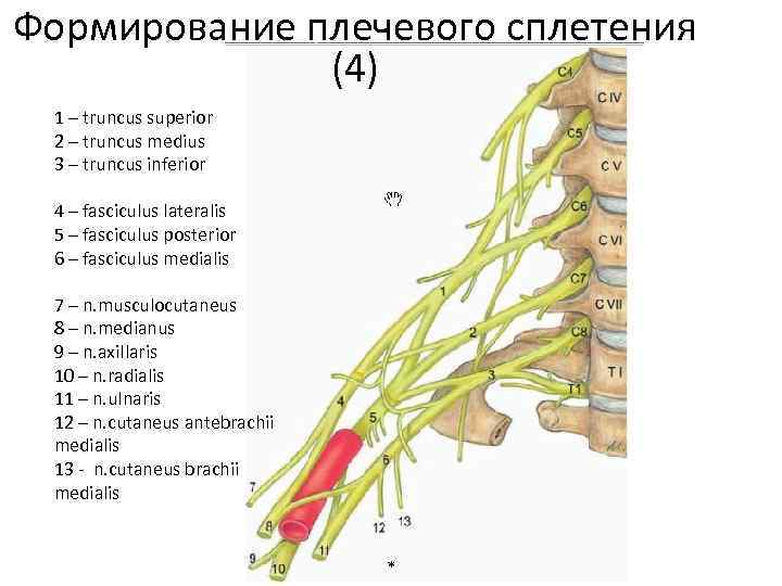 Плечевое сплетение Формирование плечевого сплетения