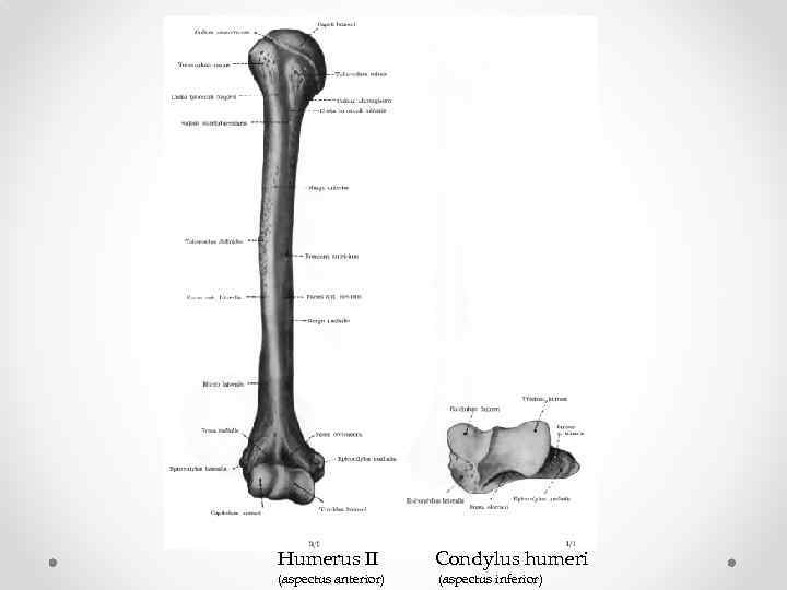 Переломи кісток верхньої кінцівки Переломи плечової кістки