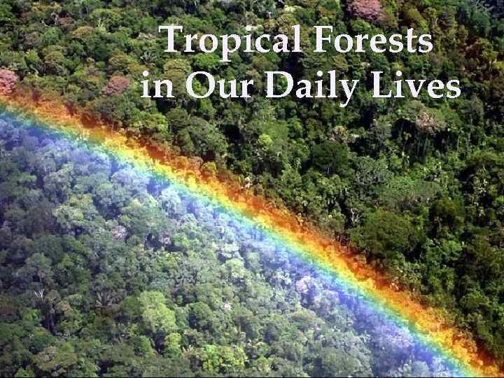 Tropical Forests in Our Daily Lives Tropical
