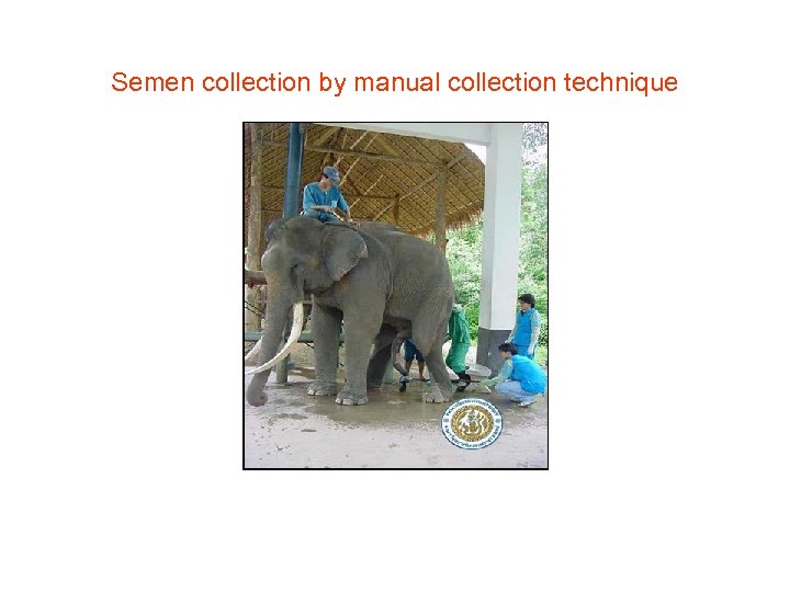 Semen analysis Part I Semen collection Fertility
