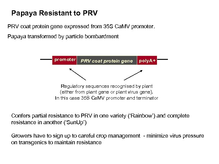 Plant Biotechnology Plant Tissue Culture Plant cells