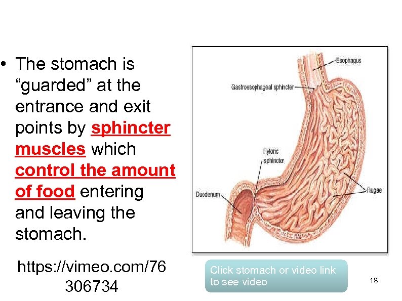 http vimeo co m 76306734 Human link Video Digestive