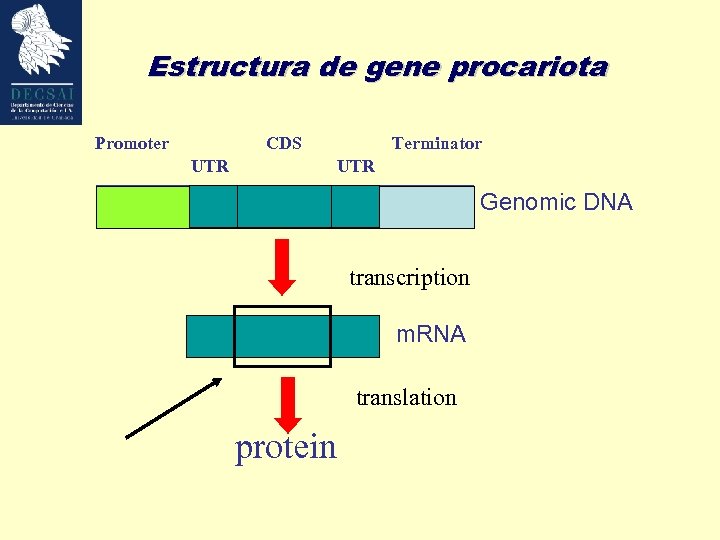 Estructura de gene procariota Promoter CDS UTR Terminator